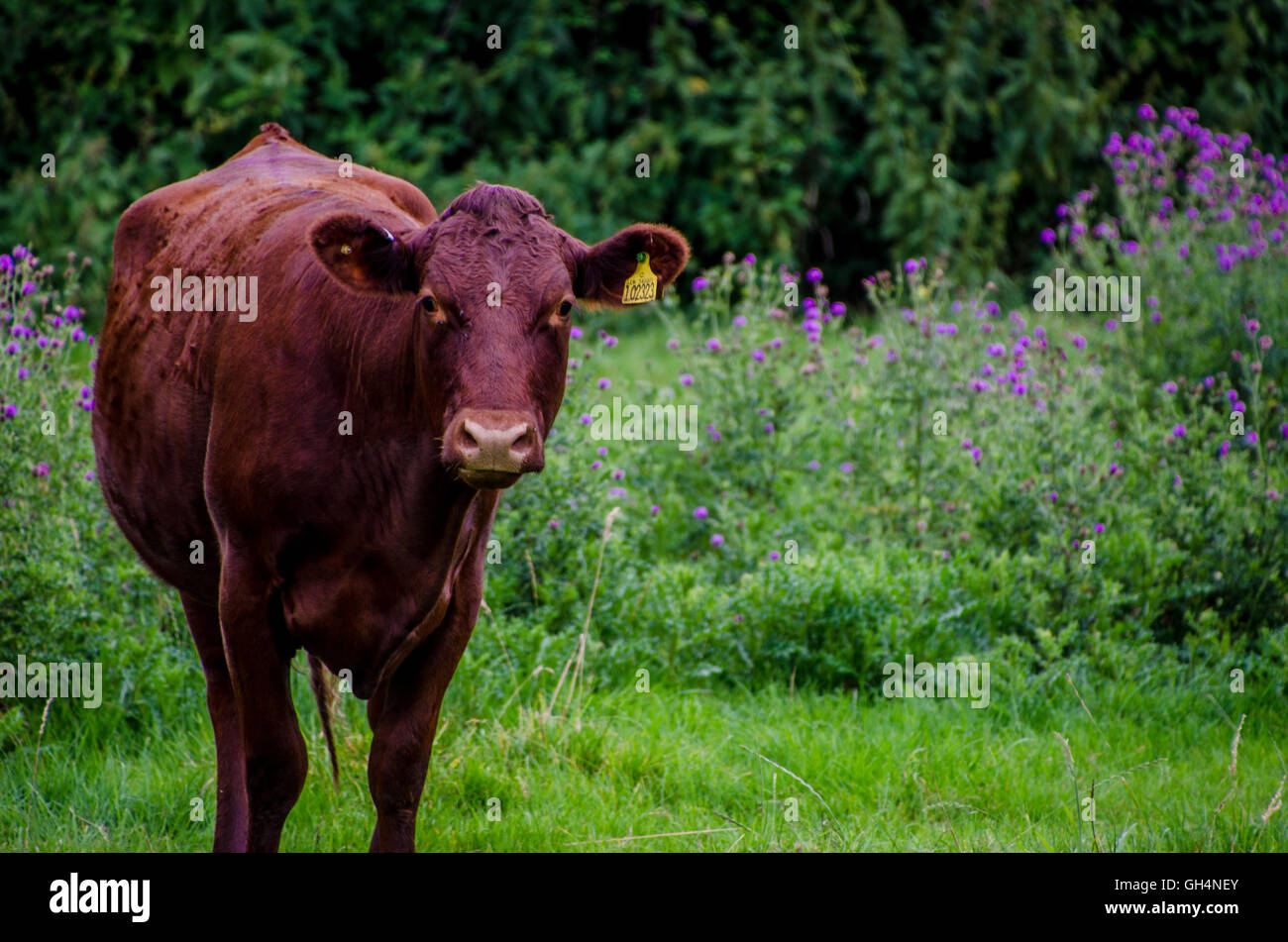 Rural local farming cow hi-res stock photography and images - Alamy