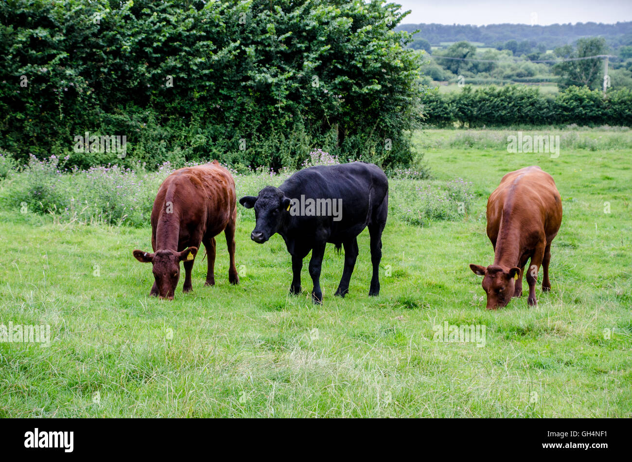 Rural local farming cow hi-res stock photography and images - Alamy