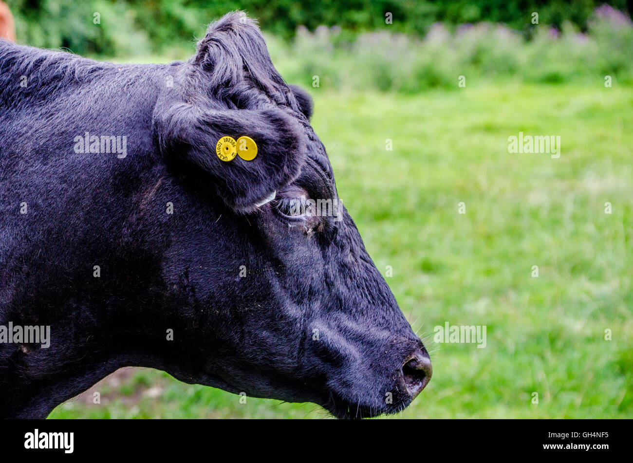 Rural local farming cow hi-res stock photography and images - Alamy