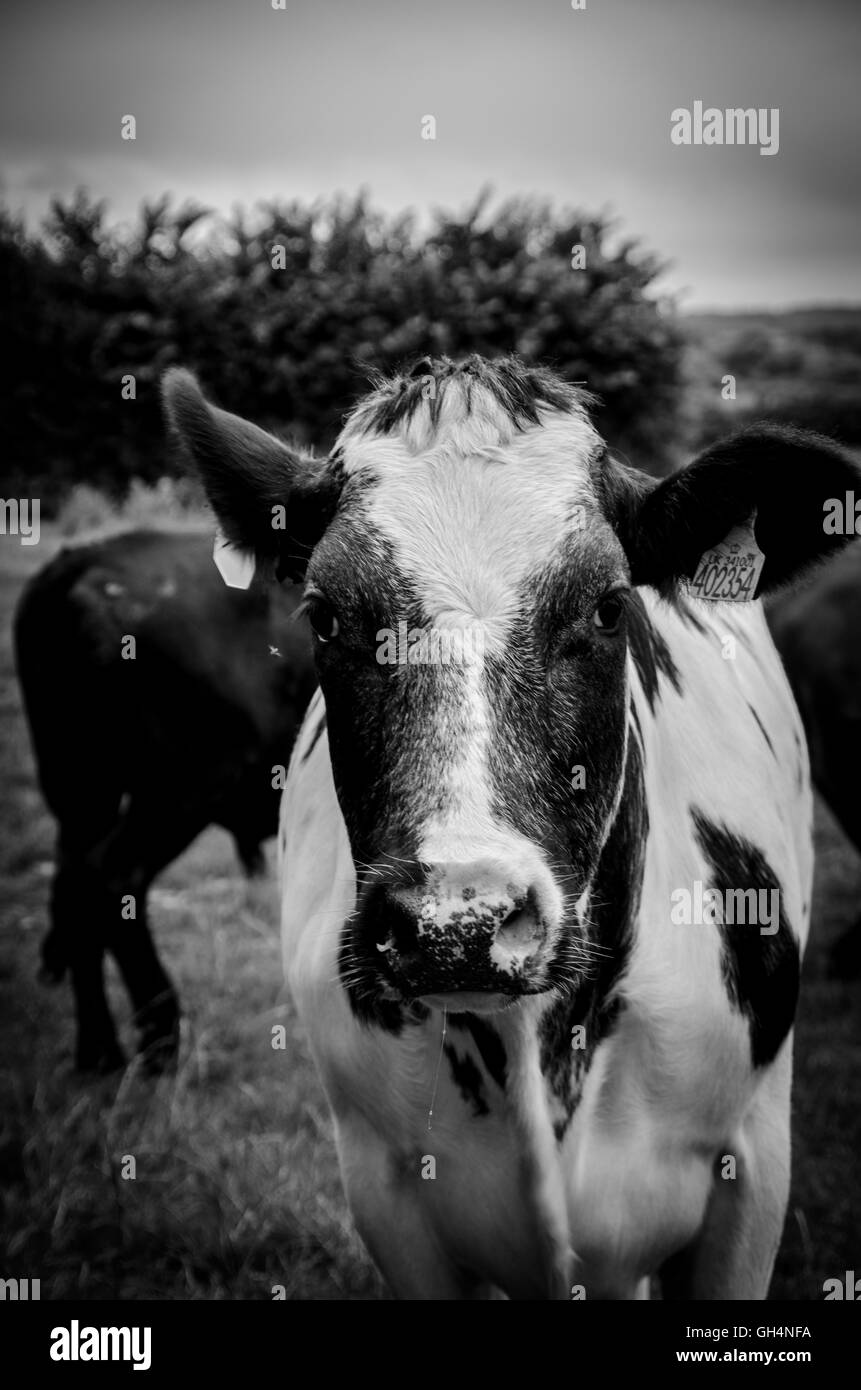 Eating cows Black and White Stock Photos & Images - Alamy