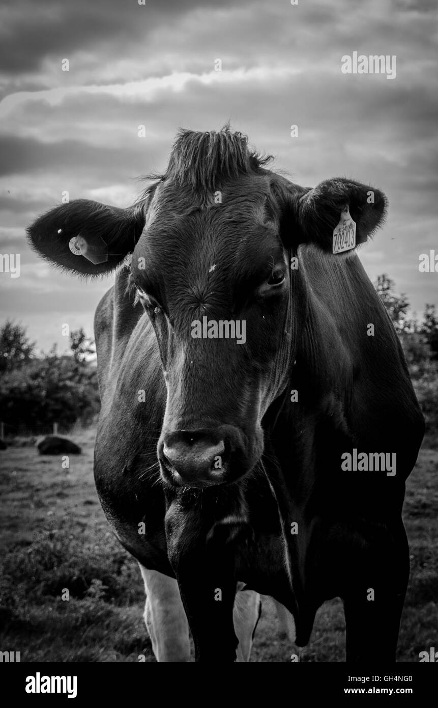 Rural local farming cow hi-res stock photography and images - Alamy