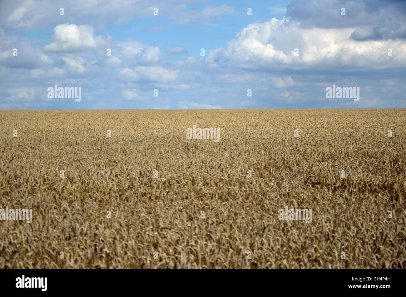 Clouds over wheat field Stock Photo - Alamy Clouds over wheat field Stock Photo - Alamy