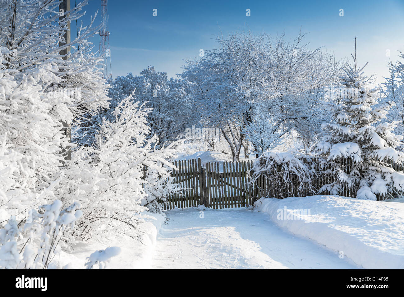The snowy trees in January Stock Photo - Alamy