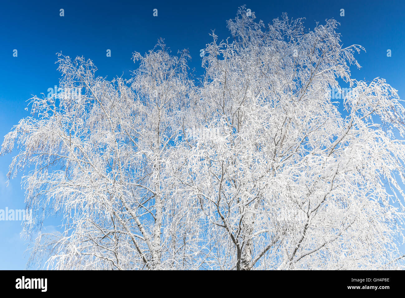 The snowy trees in January Stock Photo - Alamy