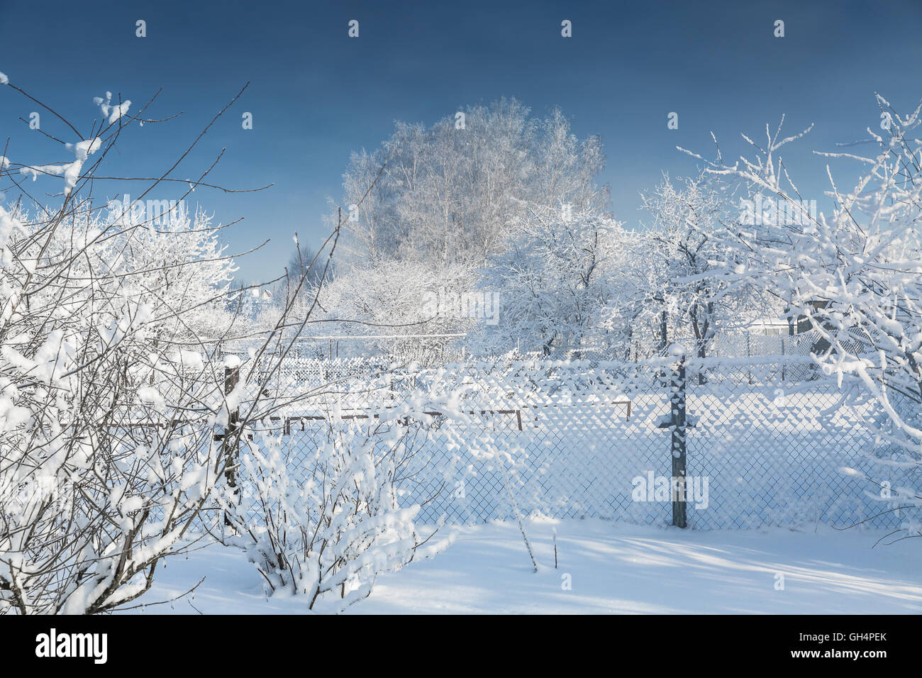 The snowy trees in January Stock Photo - Alamy