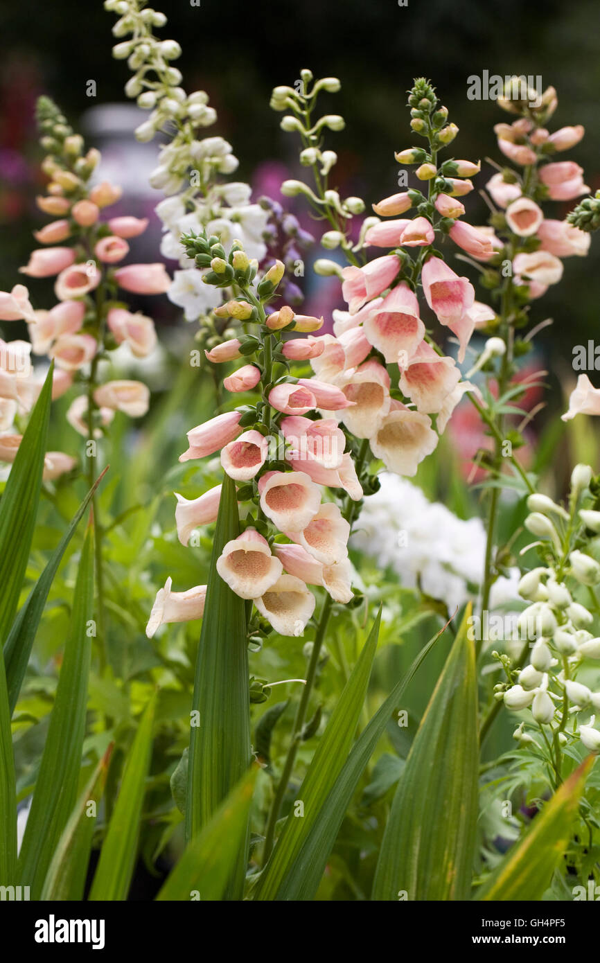 Digitalis purpurea ‘dalmatian peach’ hi-res stock photography and ...