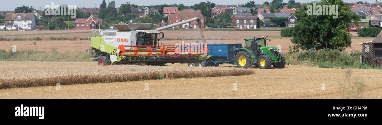 Off, loading, the, Harvester, wheat, load, onto the, awaiting, tractor ...