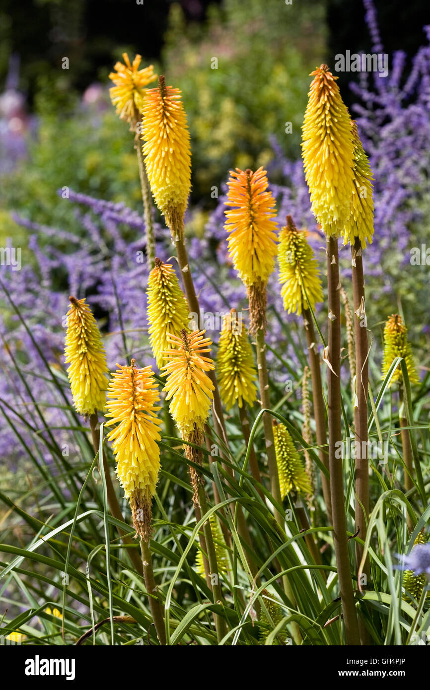 Kniphofia flowers. Red Hot Poker flowers in an herbaceous border Stock ...