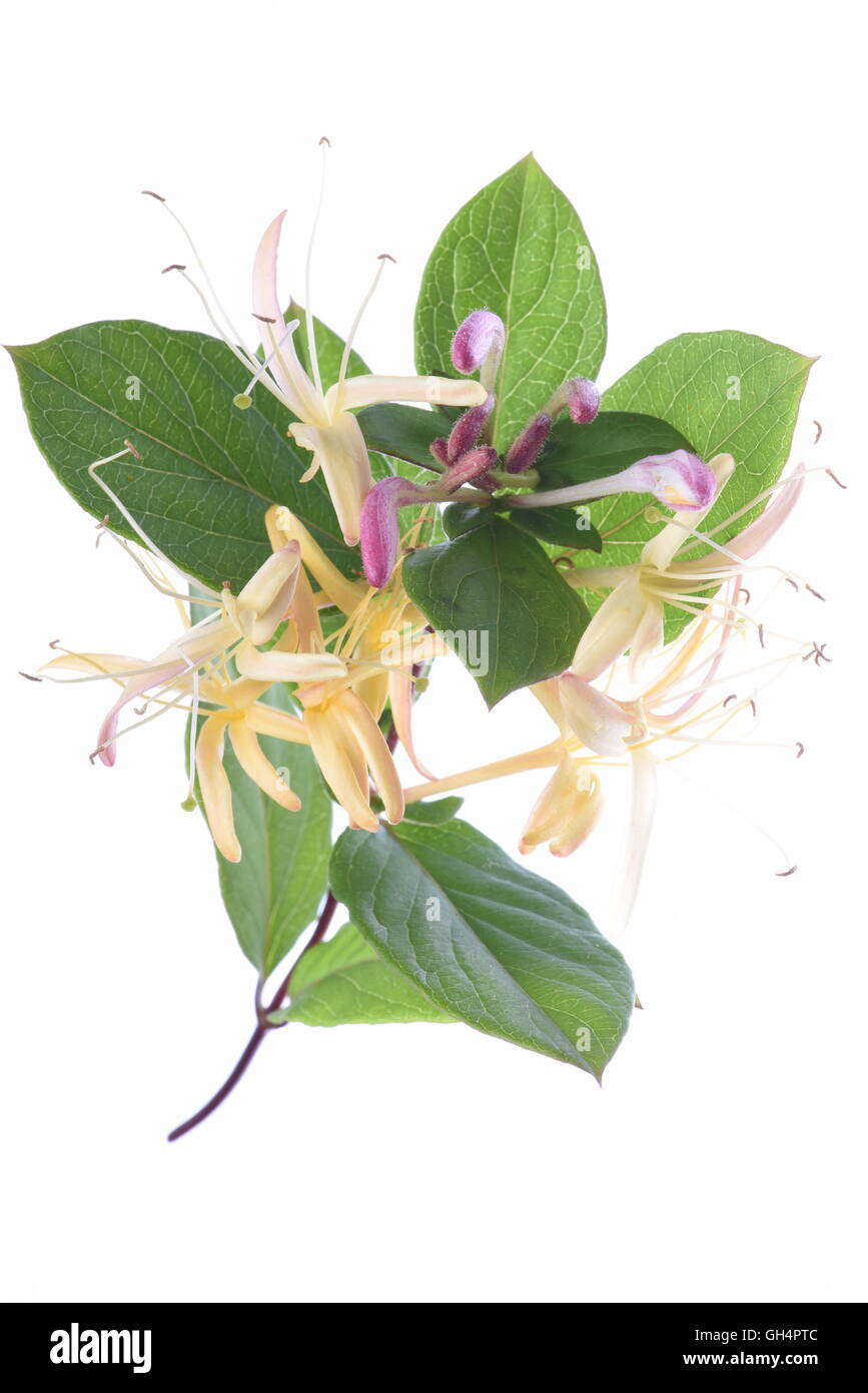 Honeysuckle isolated on white background Stock Photo - Alamy