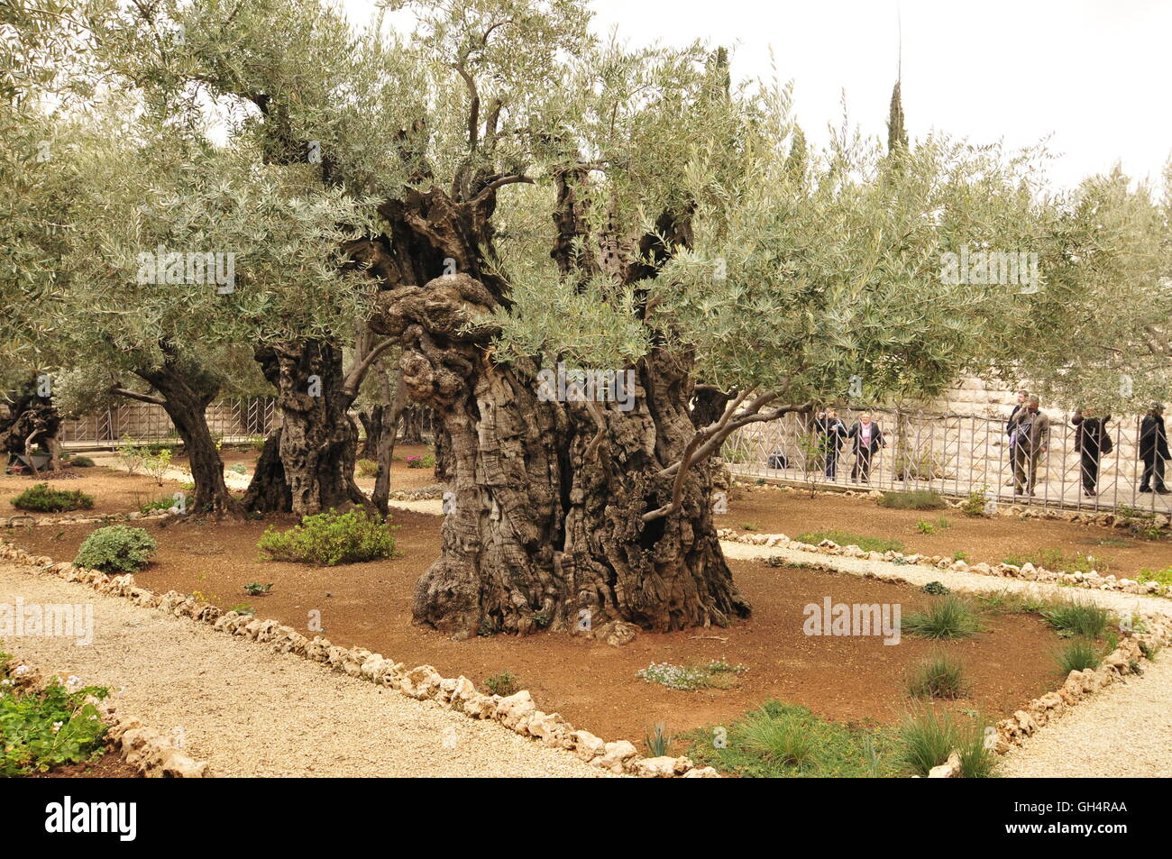 geography / travel, Israel, Jerusalem, 2000 old olive tree in the ...