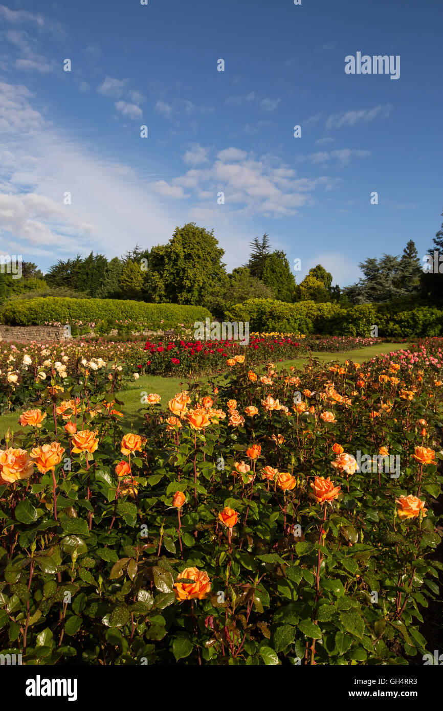 The Queen Mother Rose Garden at Hazlehead Park, Aberdeen, Scotland, UK ...
