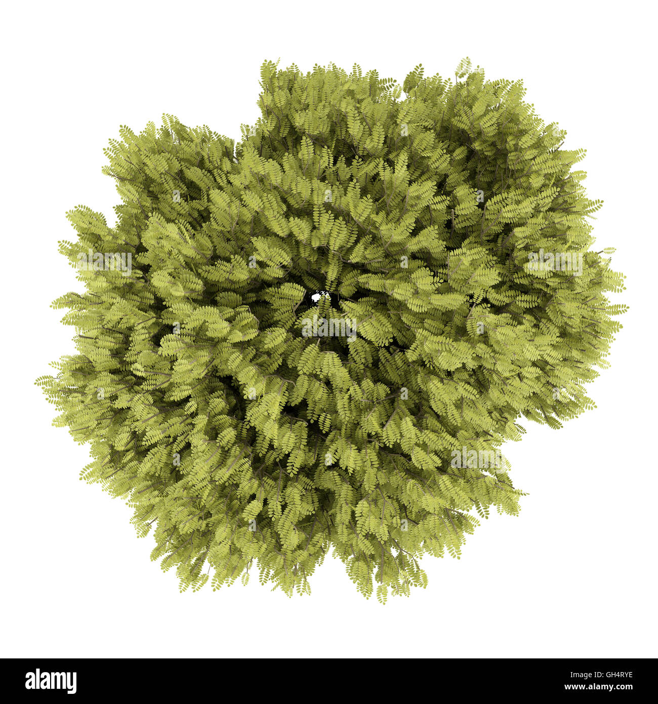 top view of honey locust tree isolated on white background Stock Photo ...