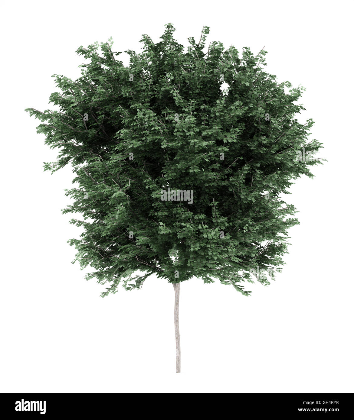 field maple tree isolated on white background Stock Photo - Alamy