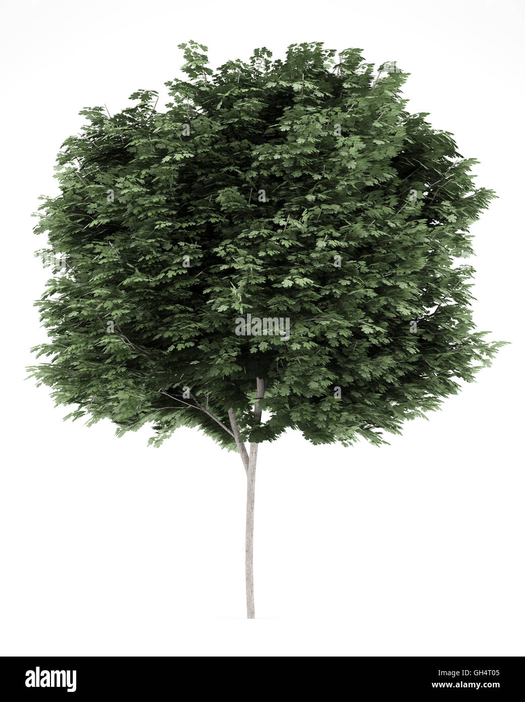 field maple tree isolated on white background Stock Photo - Alamy