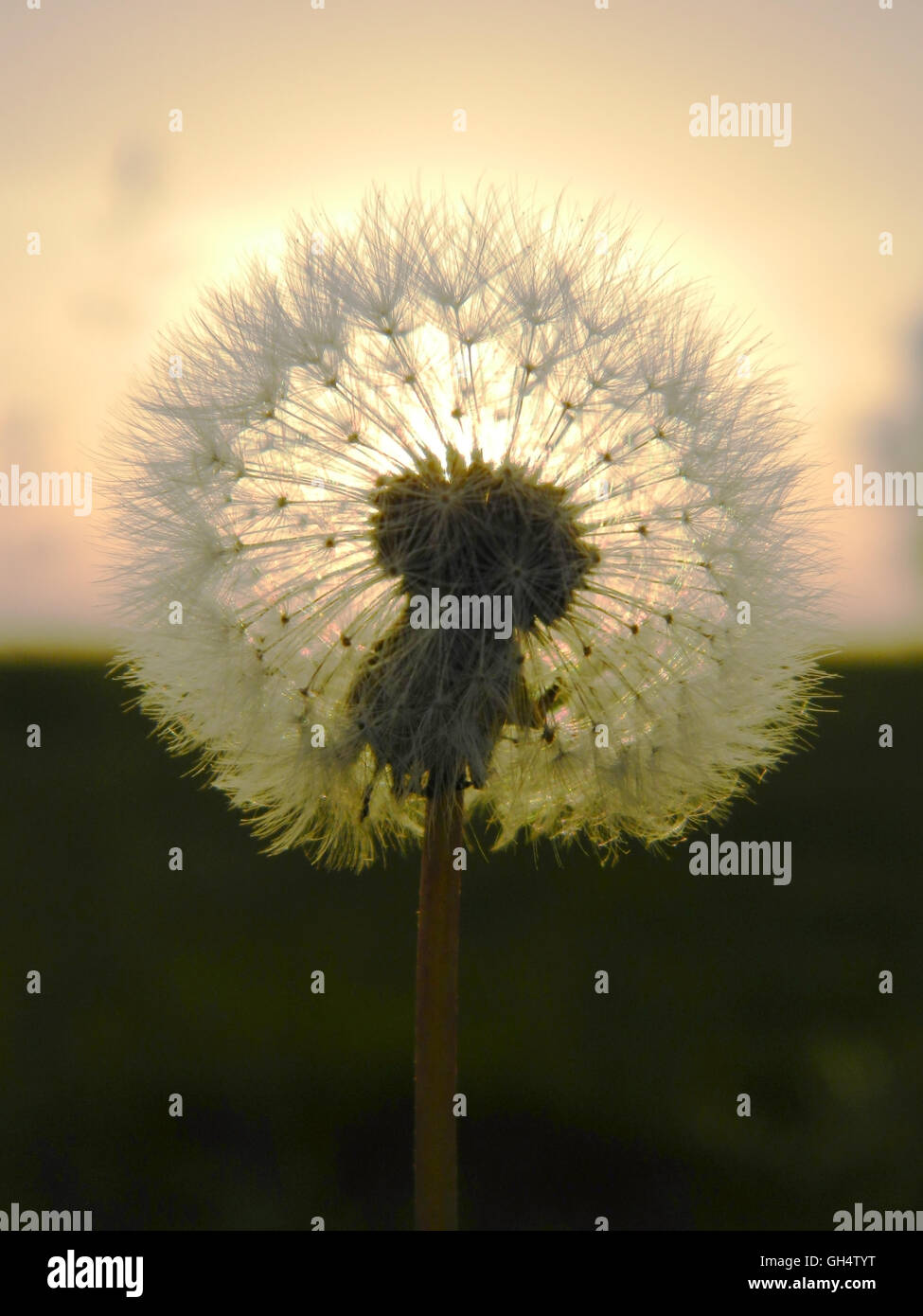 Dandelion in the sun, sunset Stock Photo - Alamy