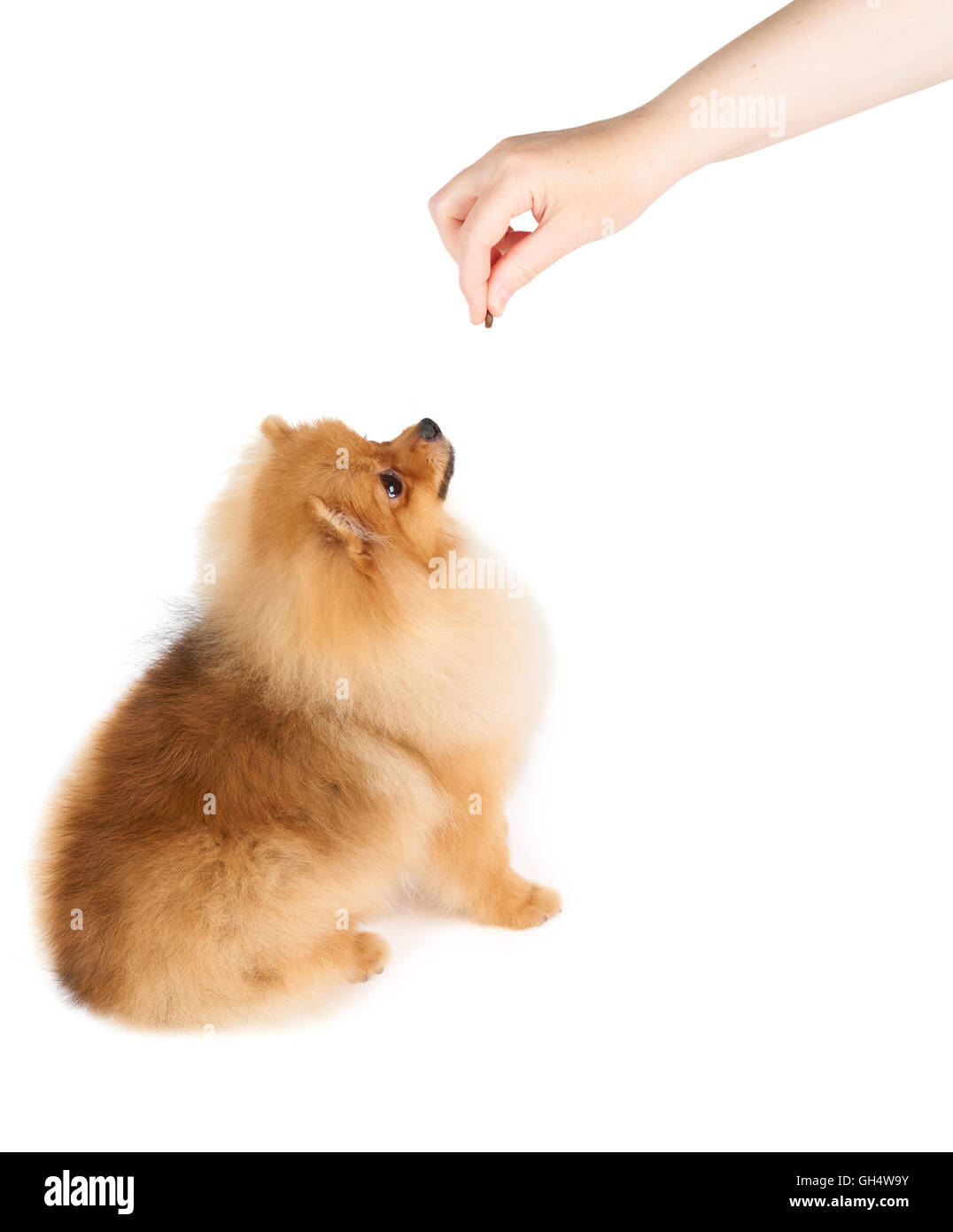 Spitz dog hi-res stock photography and images - Alamy