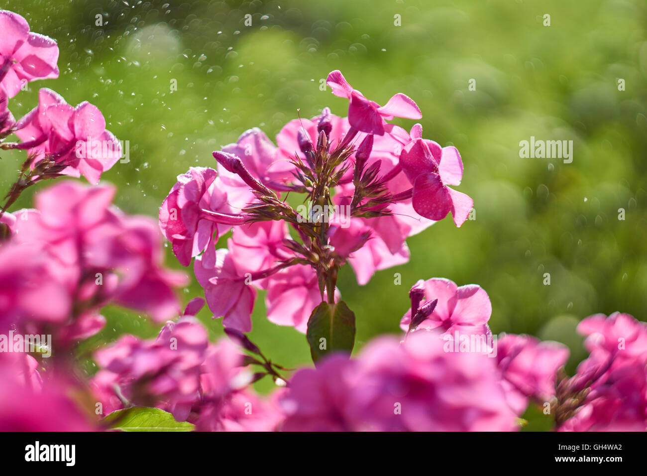 Phlox paniculata or garden phlox of pink color and pulverized water ...