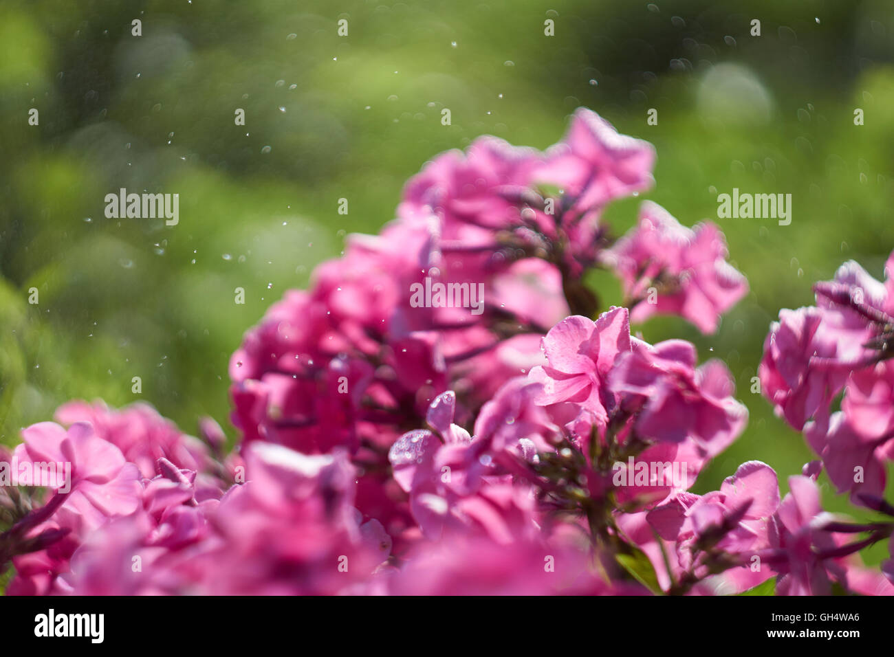 Phlox paniculata or garden phlox of pink color and pulverized water ...