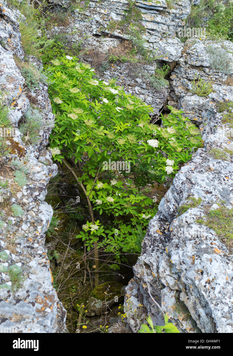 Flowering shrub Viburnum in a rock crevice Stock Photo - Alamy