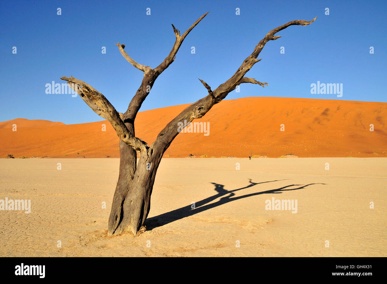 geography / travel, Namibia, deceased trees in the Deadvlei, Namib ...