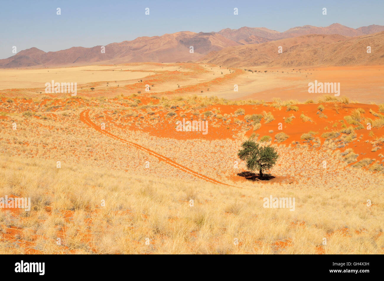 geography / travel, Namibia, with high grass vegetated dune landscape ...