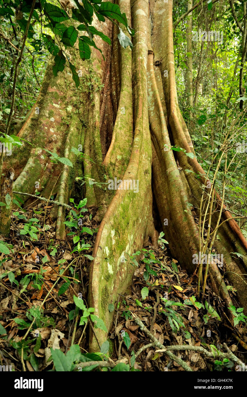 geography / travel, Rwanda, log, Nyungwe Forest National Park ...