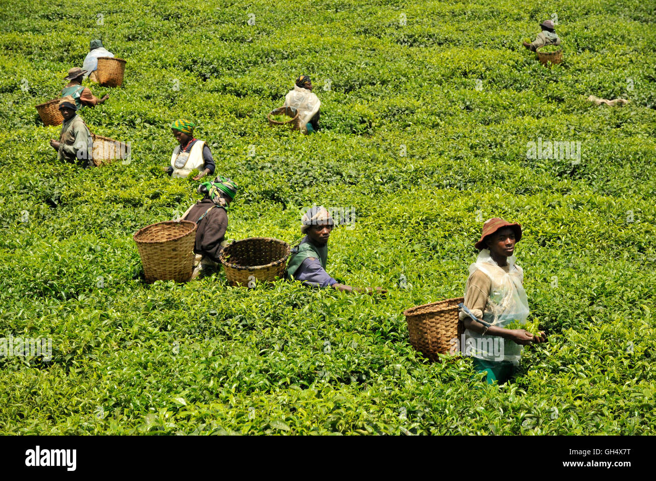 geography / travel, Rwanda, tea harvest on the area of the Nyungwe ...