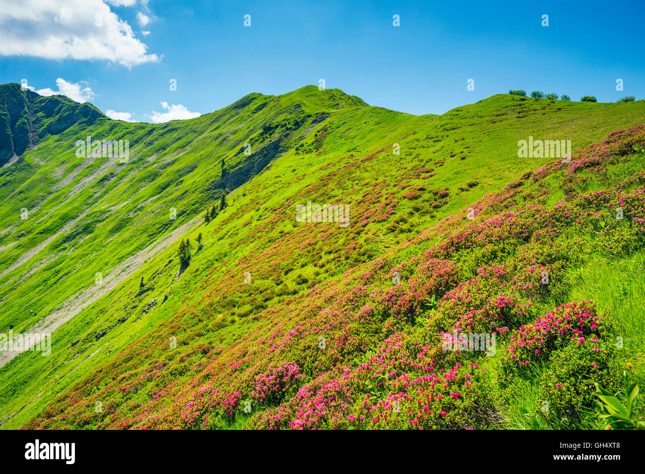 geography / travel, Germany, Bavaria, landscapes, blossom of the alpine ...
