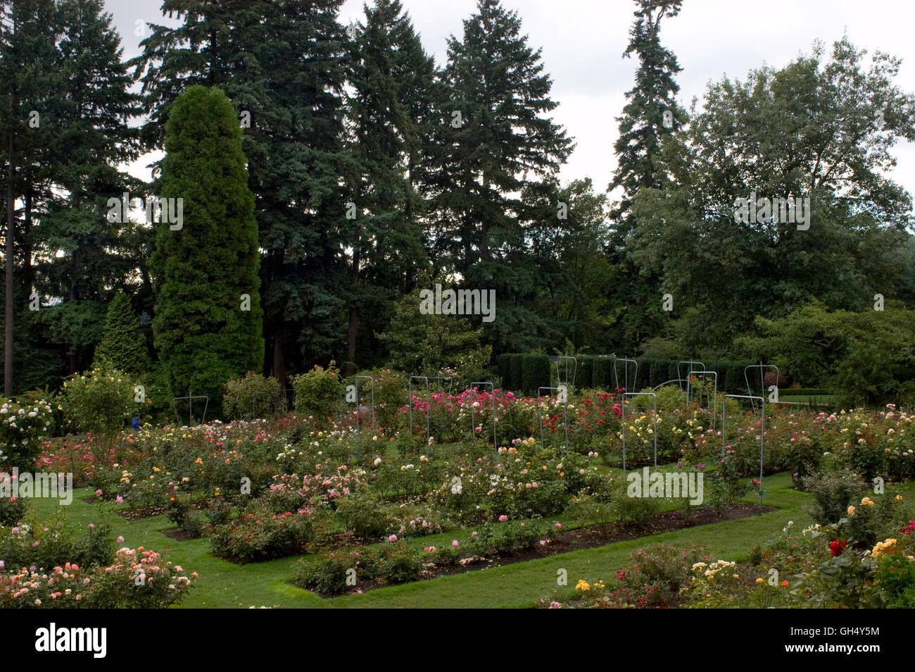 Portland shrub rose hi-res stock photography and images - Alamy