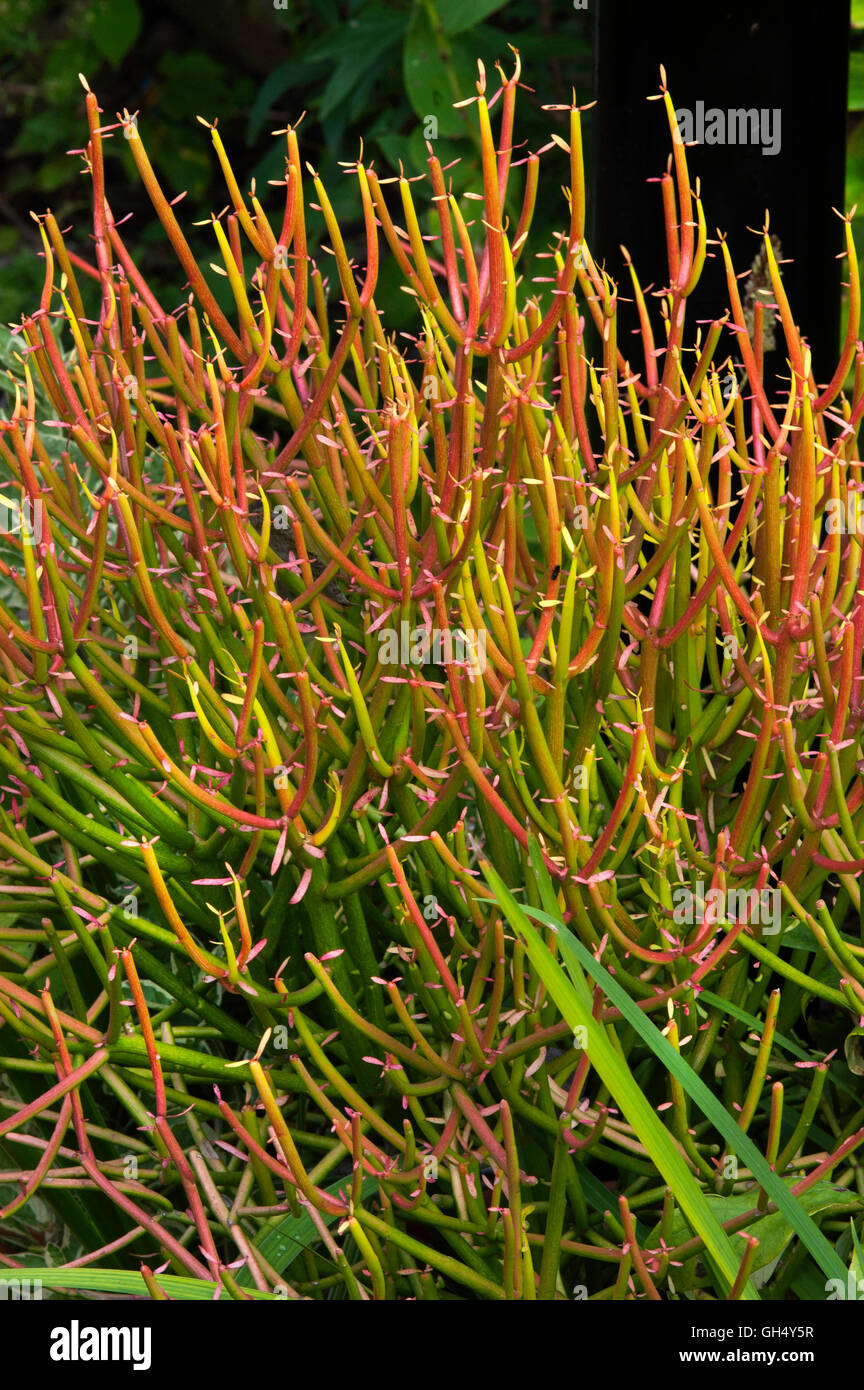 Euphorbia tirucalli 'Rosea', Fire Sticks, Red Pencil Tree Stock Photo ...