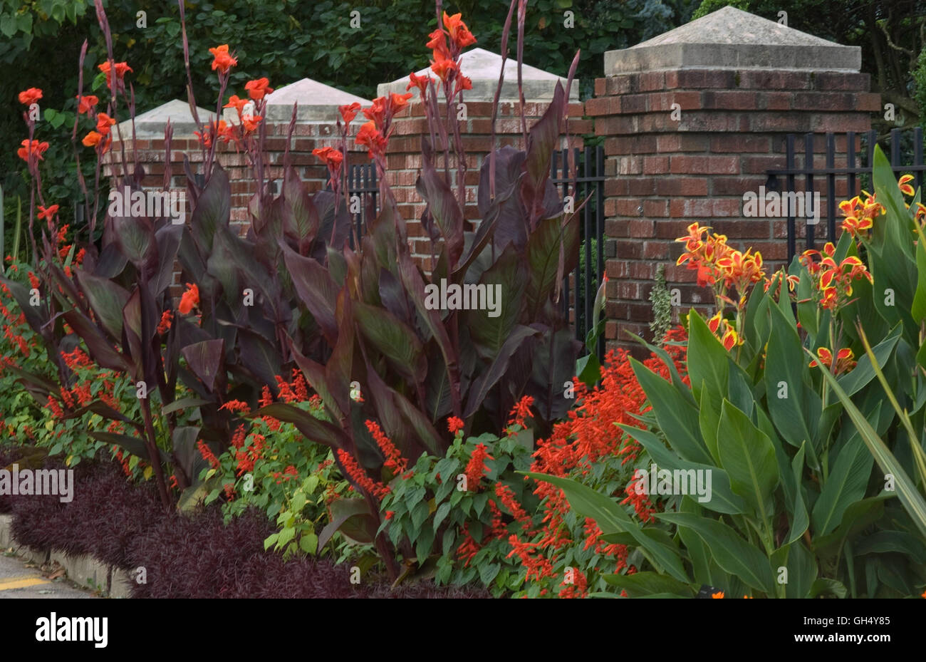 Salvia border hi-res stock photography and images - Alamy