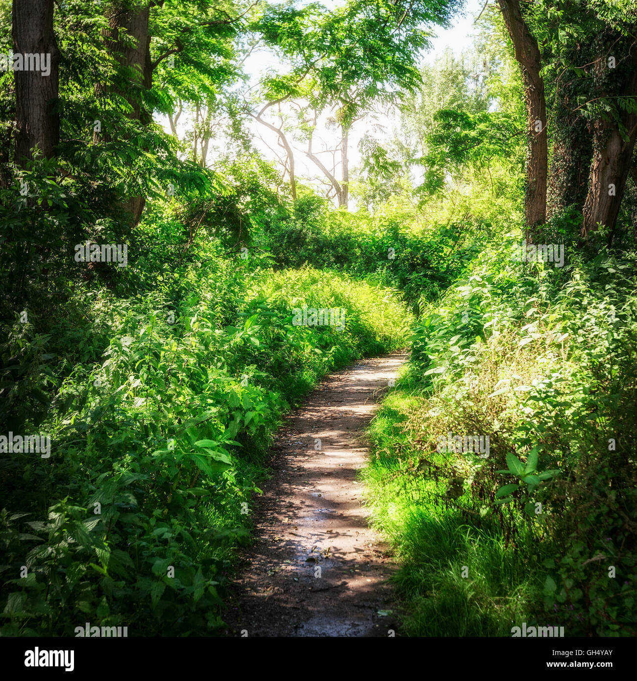 Path in sunny green forest after rain. Summer landscape Stock Photo - Alamy