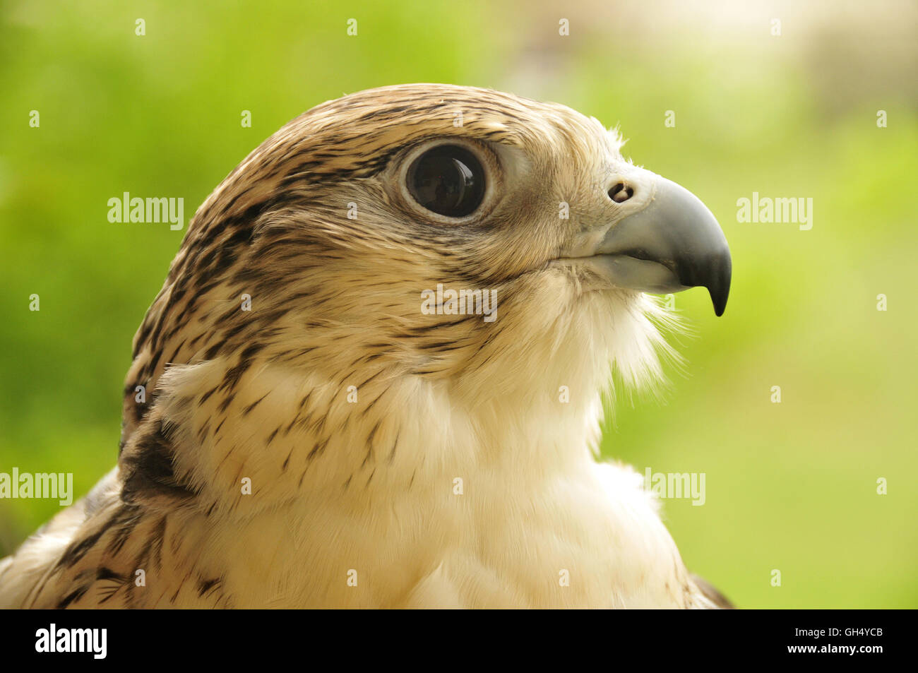 zoology / animals, birds (Aves), falcon (Falco) in the Abu Dhabi Falcon ...
