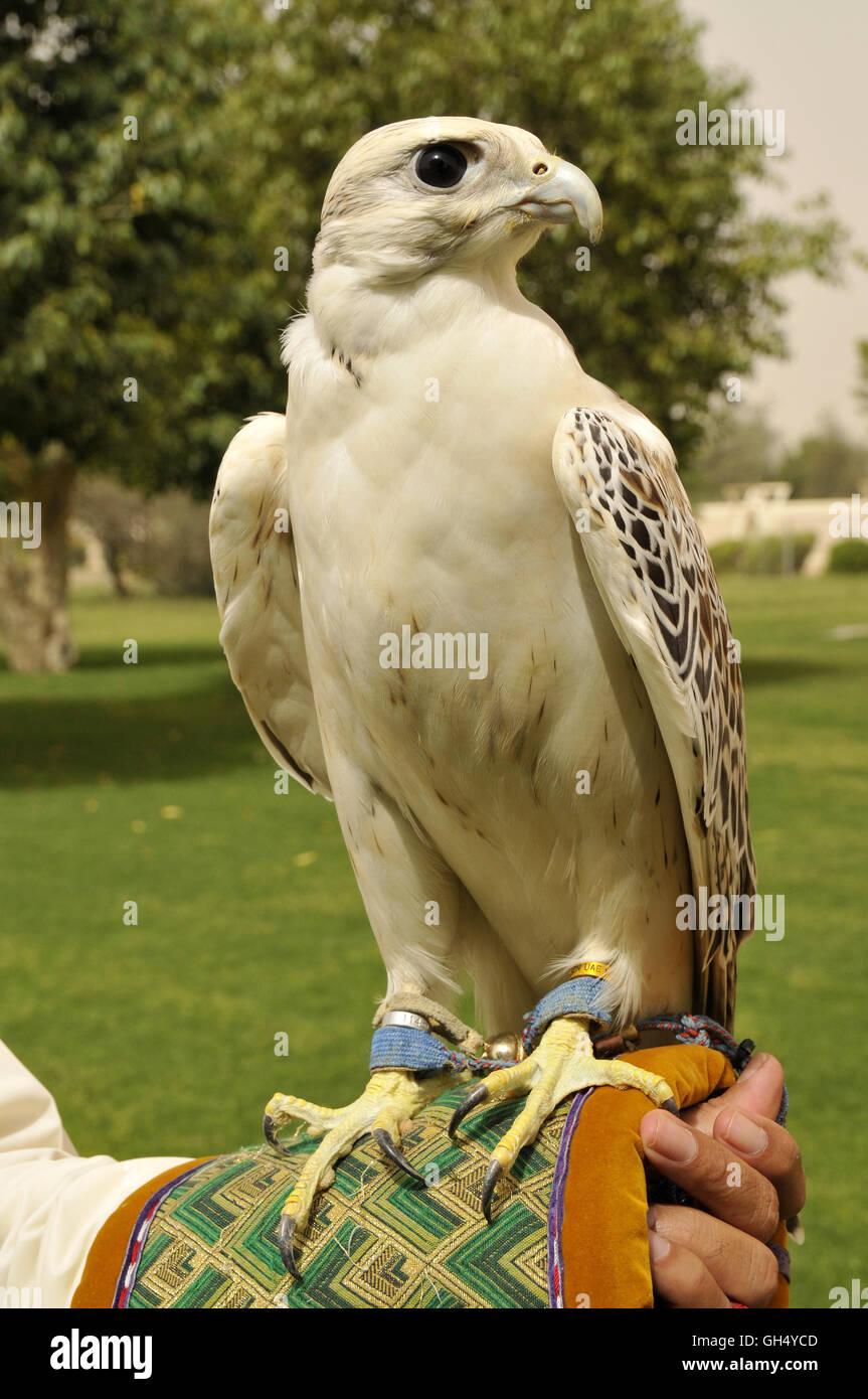 Falconer arabic hi-res stock photography and images - Alamy