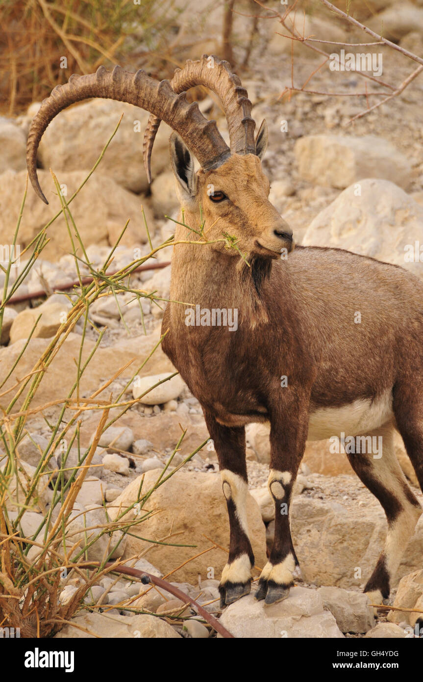 zoology / animals, mammal (mammalia), Nubian Capricorn (Capra nubiana ...