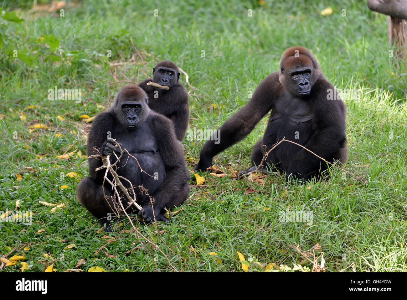zoology / animals, mammal (mammalia), western lowland gorilla (gorilla ...