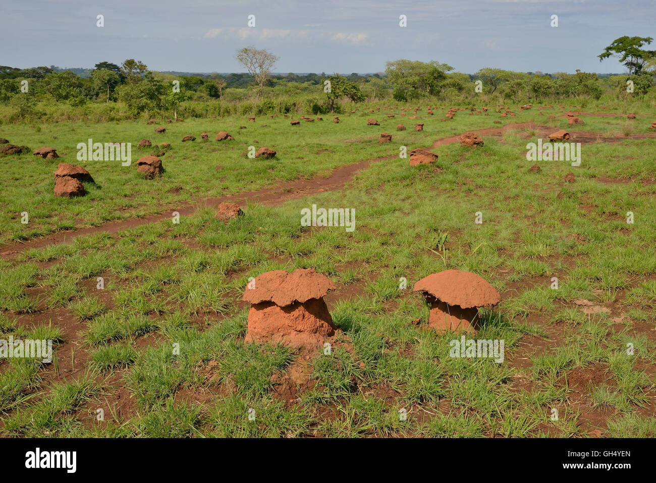 Cubitermes fungifaber hi-res stock photography and images - Alamy