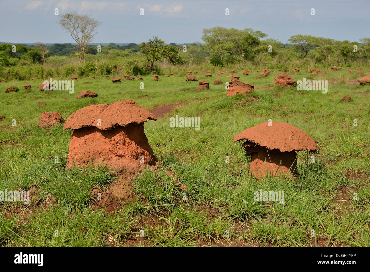 zoology / animals, insects (Insecta), fungiform termite colonies of the ...