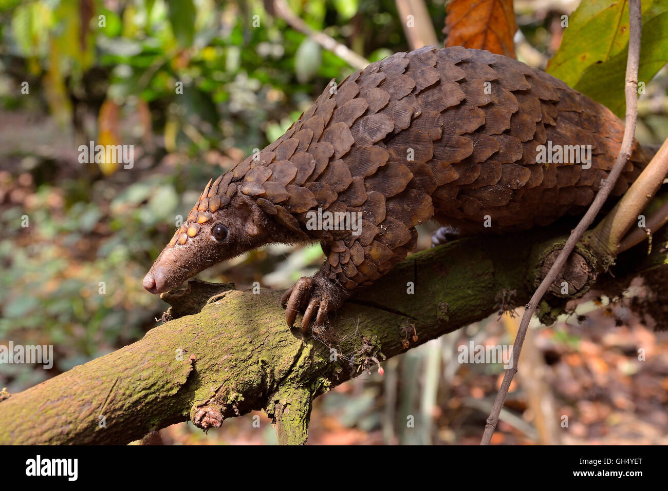 Black bellied pangolin or black bellied pangolin hi-res stock ...
