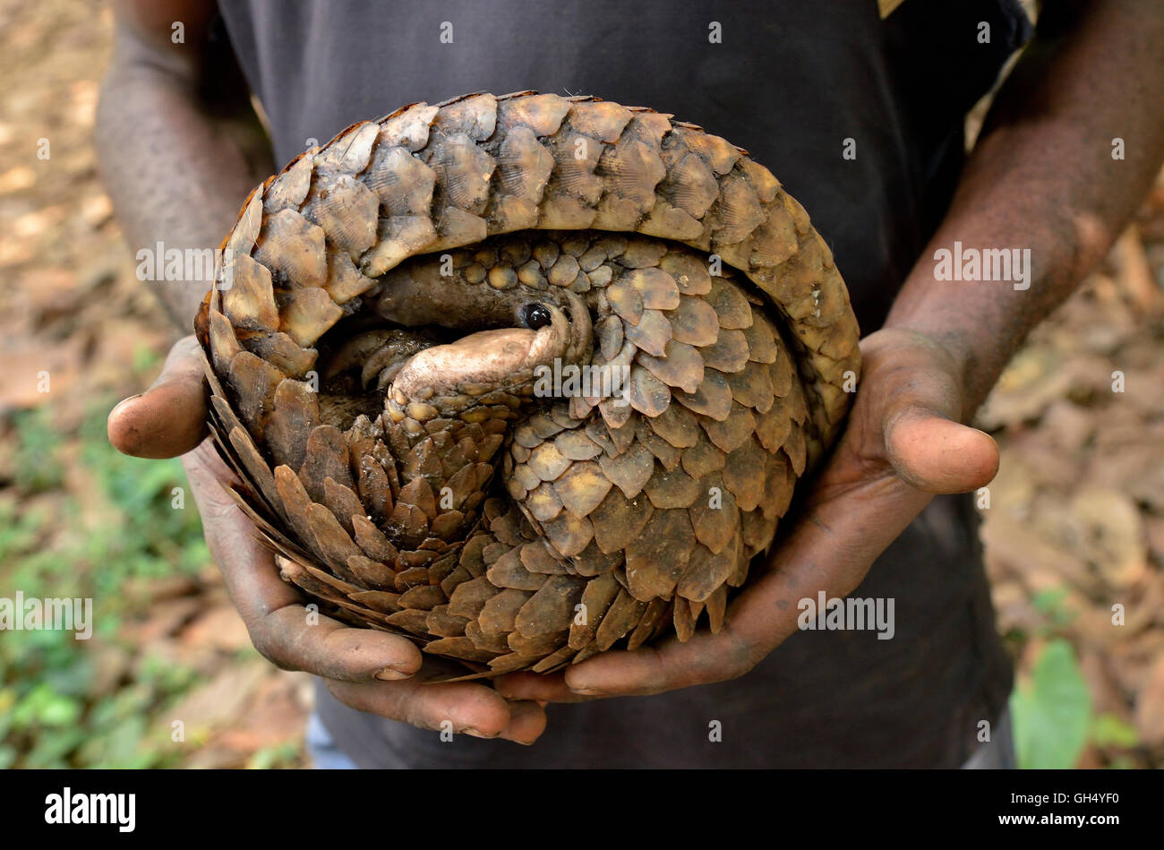 Black bellied pangolin or black bellied pangolin hi-res stock ...