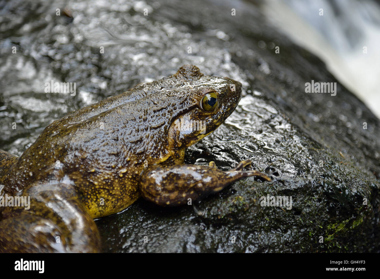 Goliath Frog Stock Photos & Goliath Frog Stock Images - Alamy