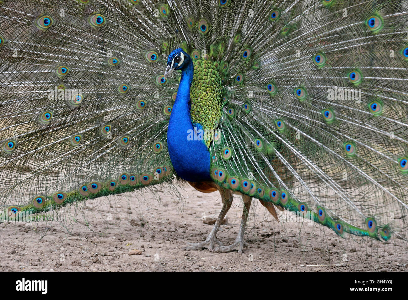 zoology / animals, birds (Aves), mating peacock (Pavo cristatus) with ...