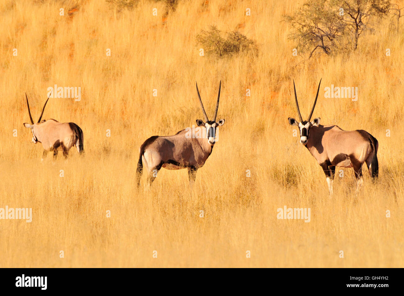 zoology / animals, mammal (mammalia), oryxs or chamois bucks (Oryx ...