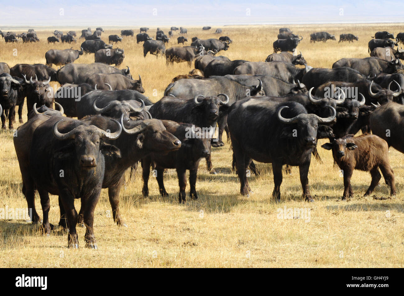 zoology / animals, mammal (mammalia), African buffalo (Syncerus caffer ...