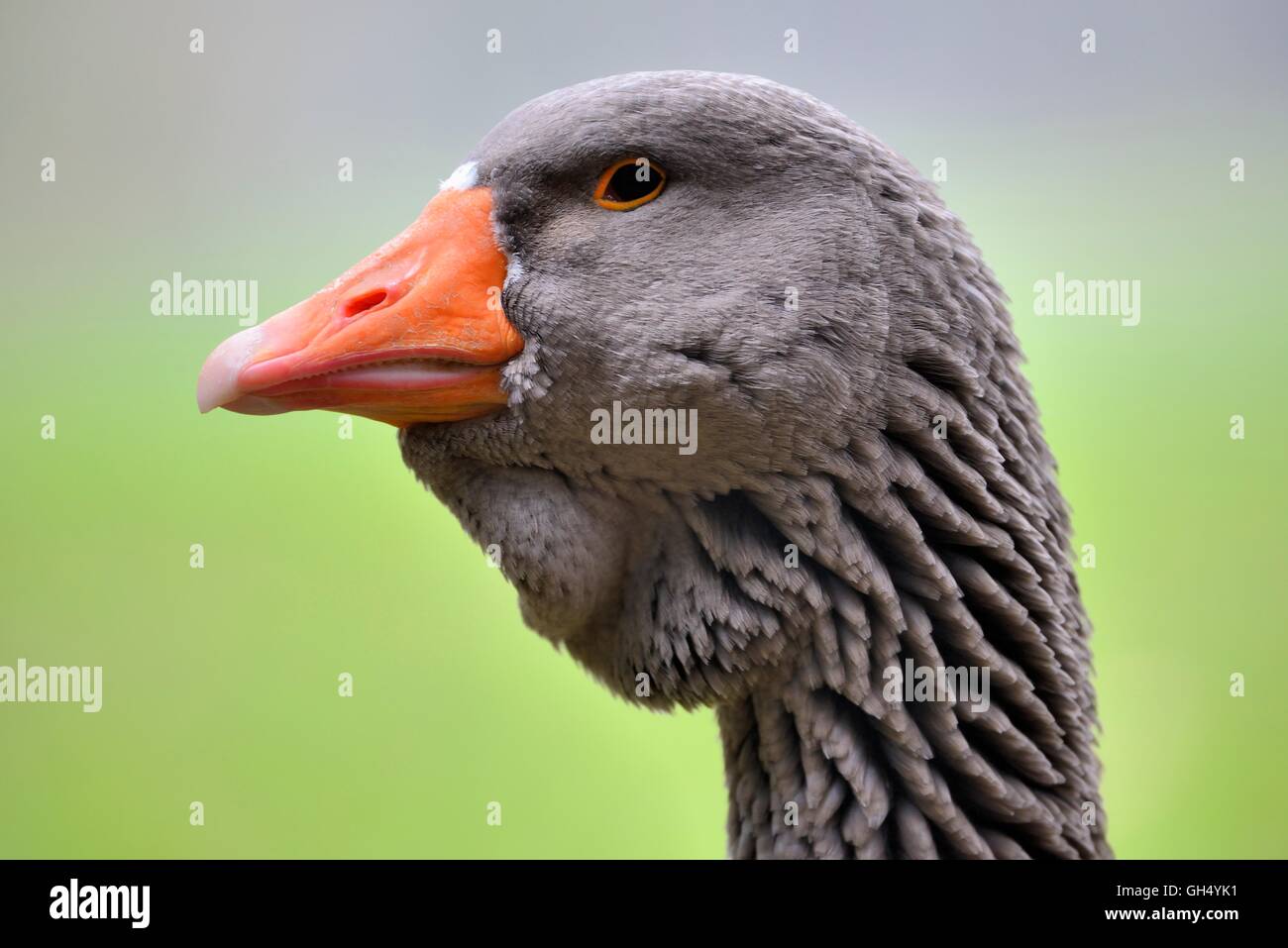 zoology / animals, birds (Aves), wild park Poing. administrative ...