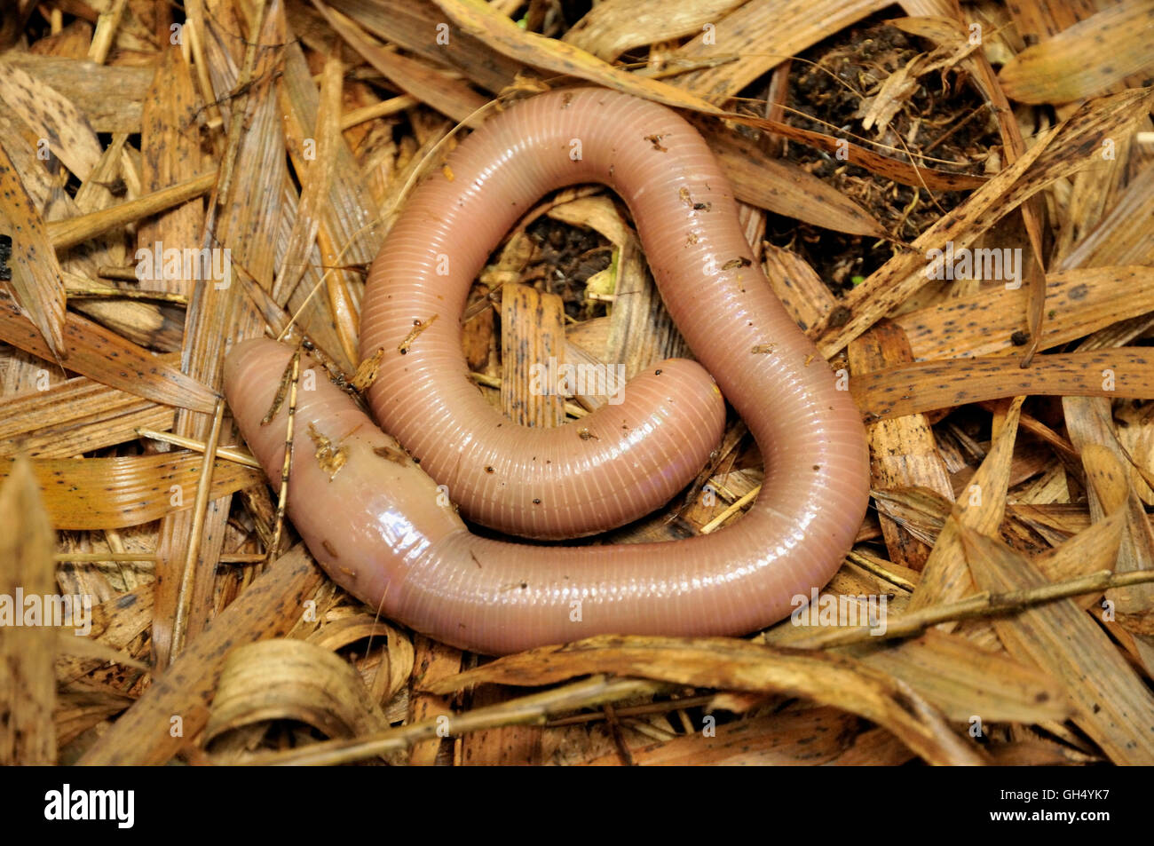zoology / animals, insects (Insecta), huge earthworm on foot of the ...
