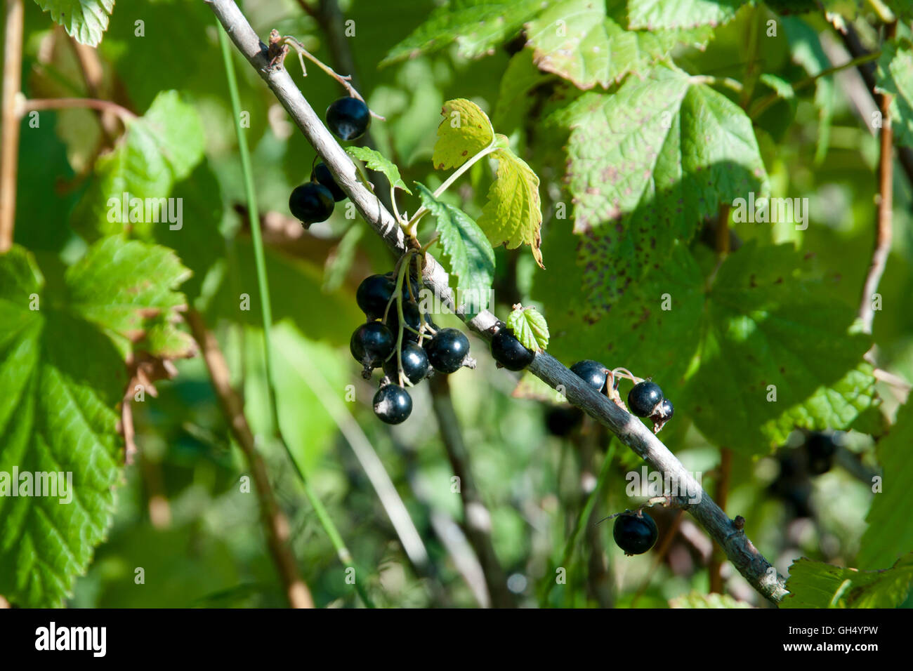 Black current bush hi-res stock photography and images - Alamy