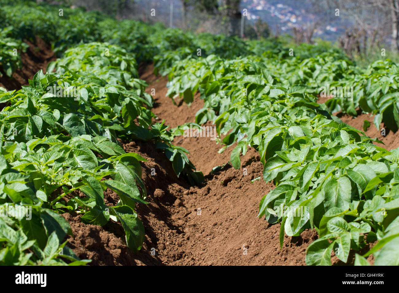 Field of potato haulm in Tenerife rural place, Canarian domestic ...