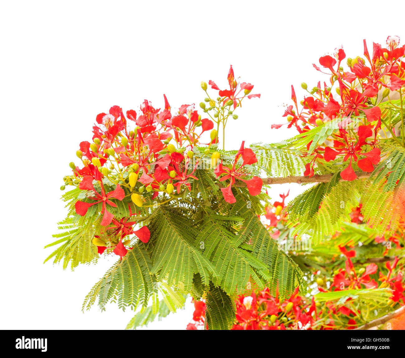 Flowering Delonix regia, flame tree, branches isolated on white ...