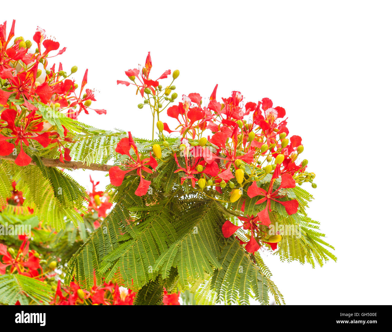 Flowering Delonix regia, flame tree, branches isolated on white ...